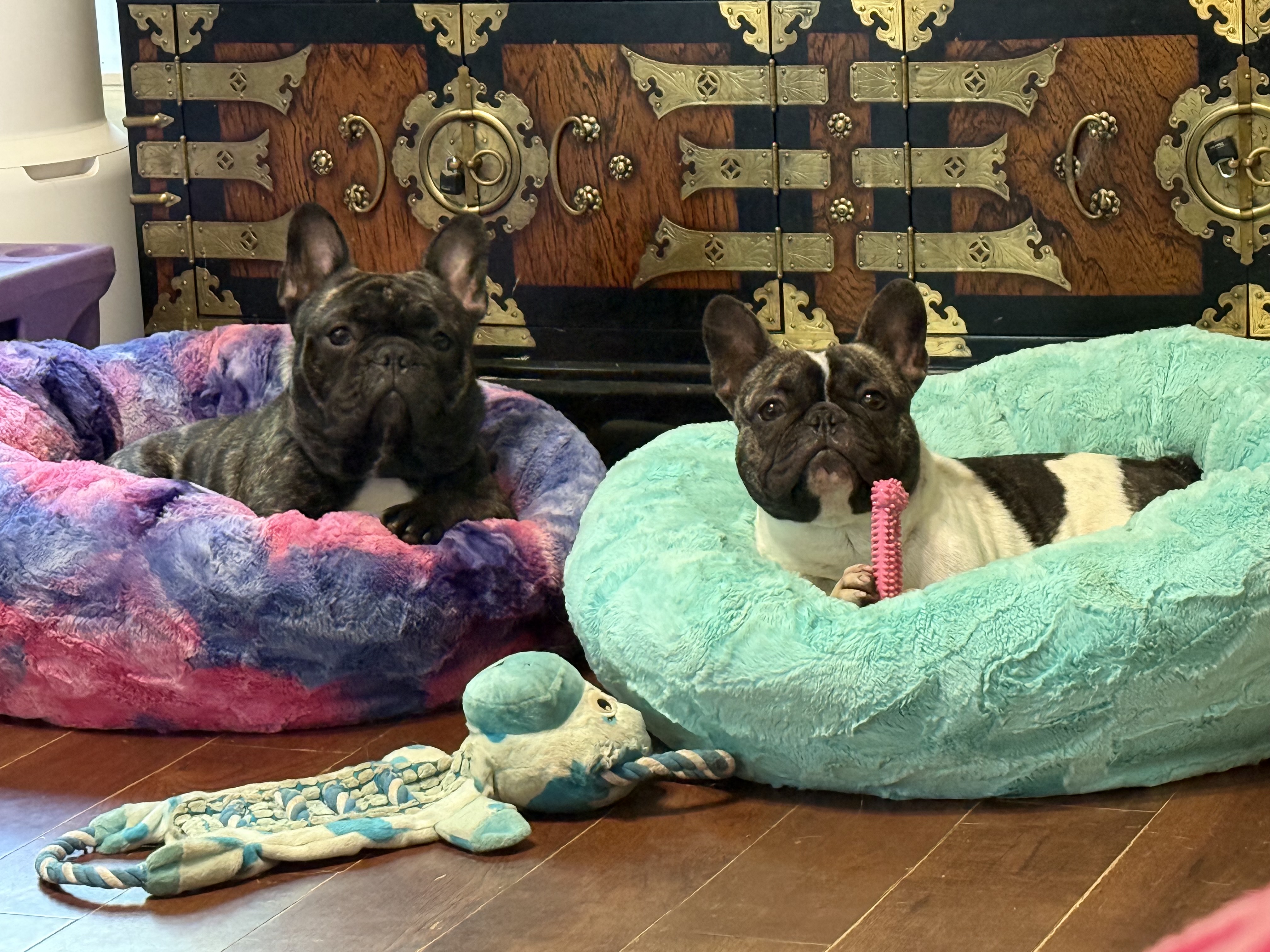 Alouette Frenchies – Kathy Ann's Farm