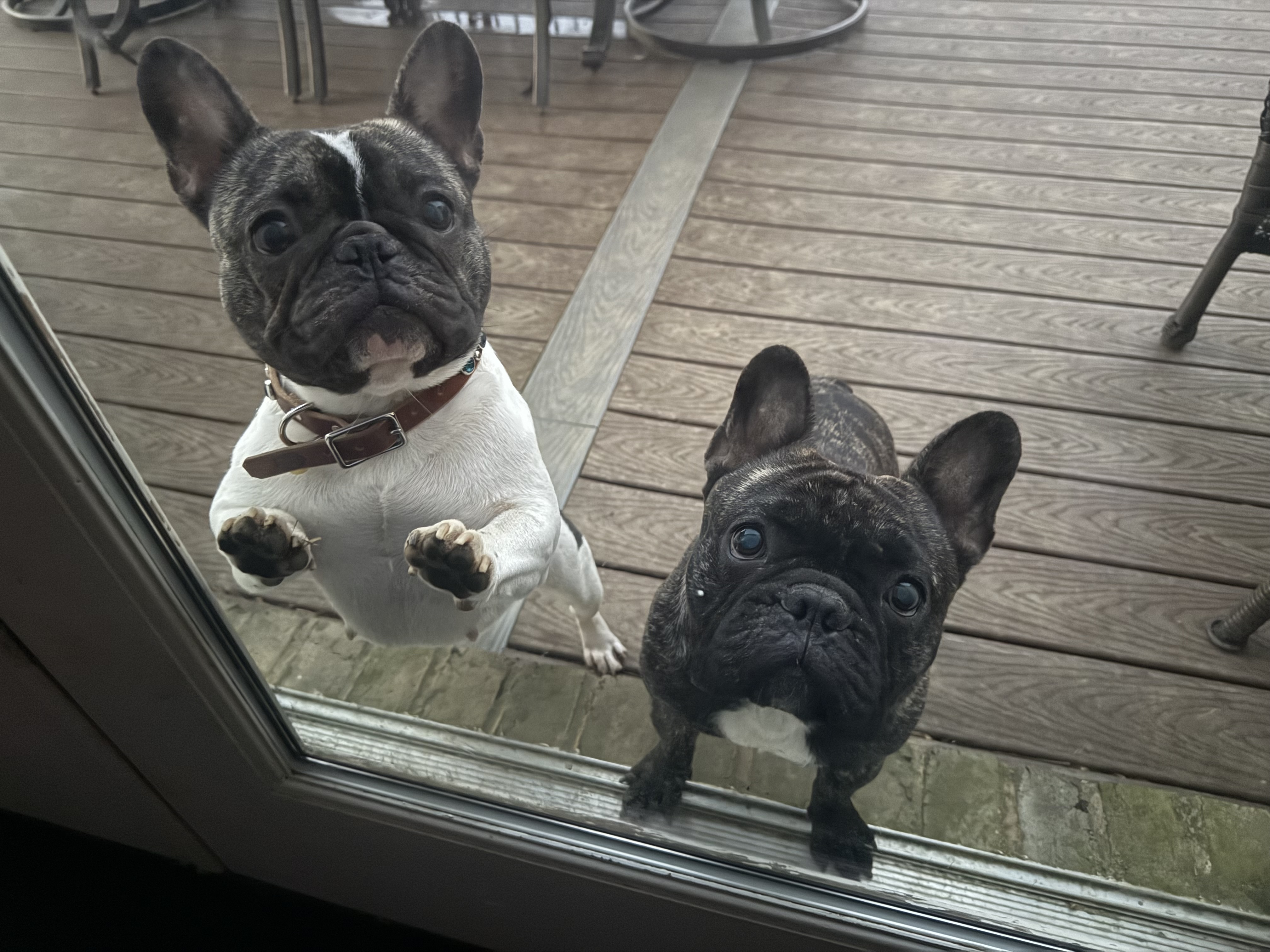 Alouette Frenchies – Kathy Ann's Farm